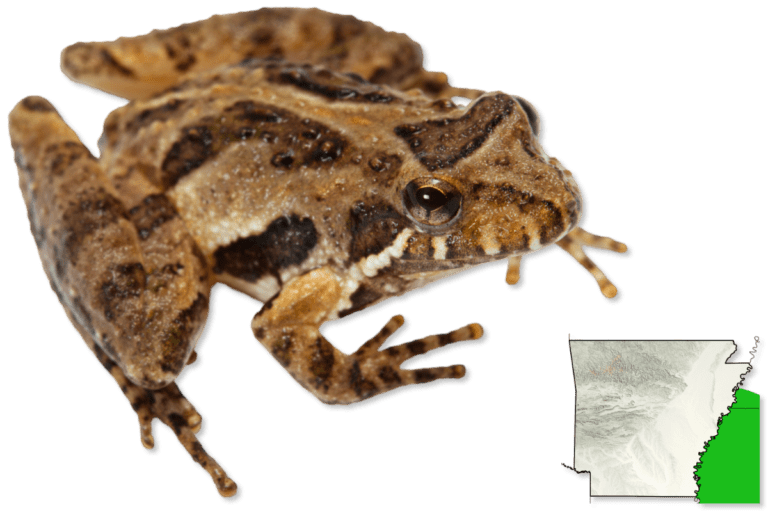 Frogs | Herps of Arkansas