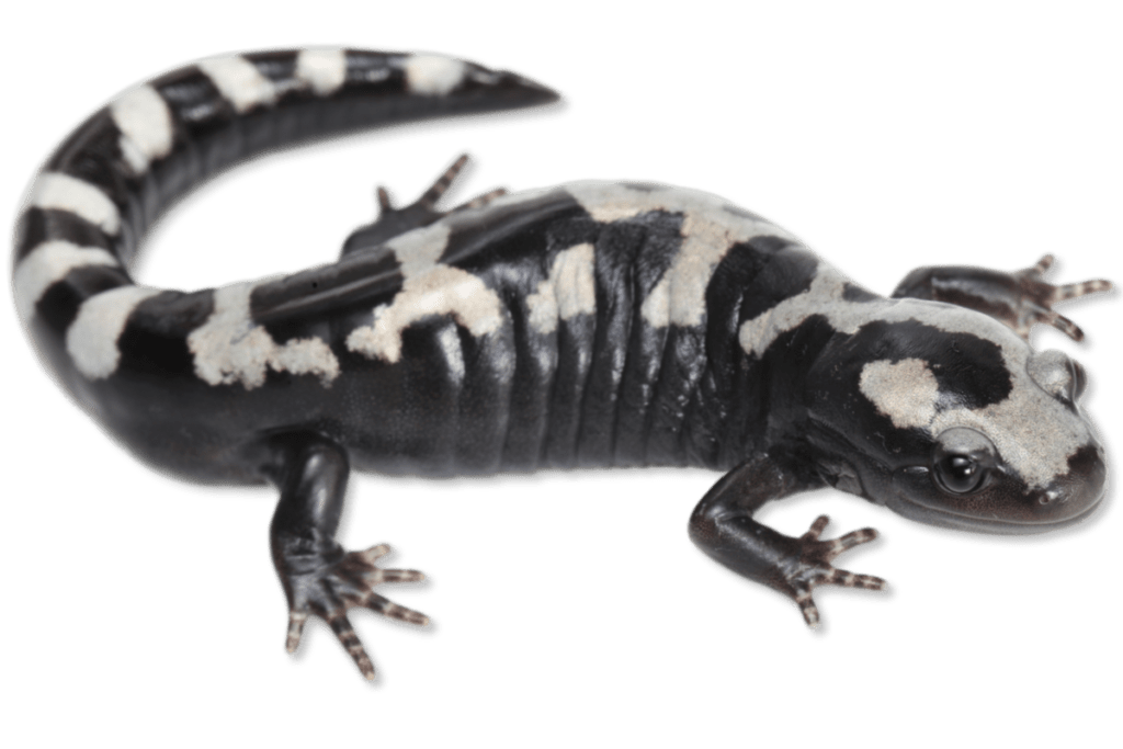 Ambystoma opacum Marbled Salamander | Herps of Arkansas