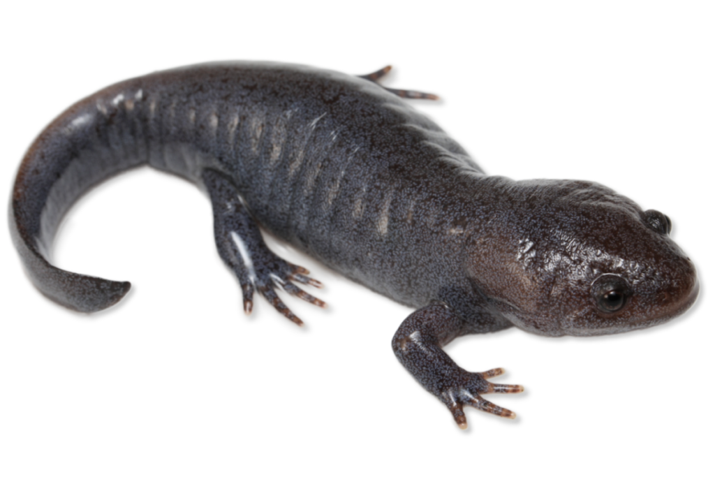 Ambystoma talpoideum Mole Salamander | Herps of Arkansas