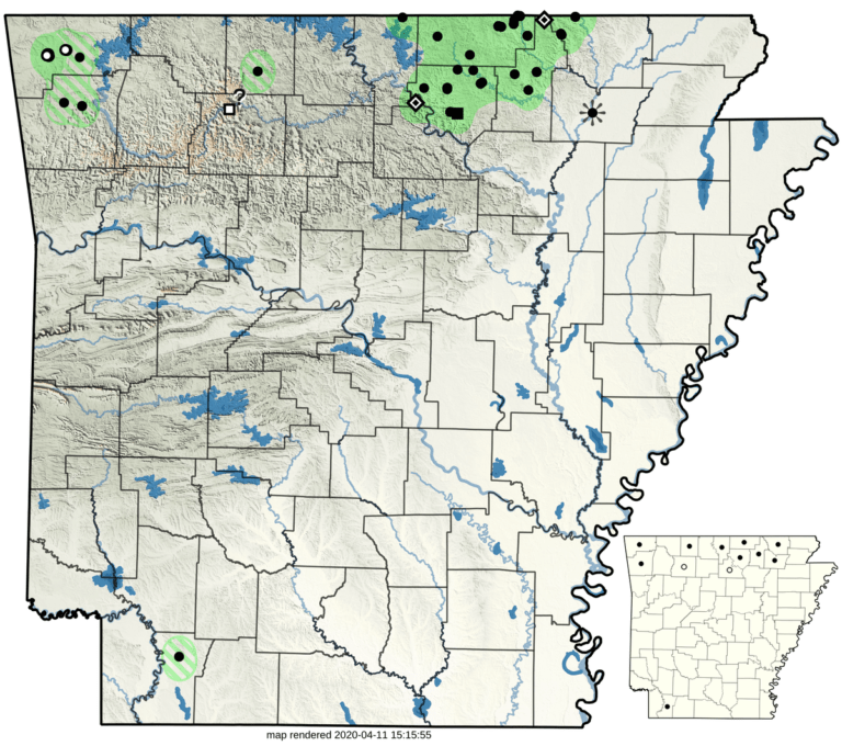 Ambystoma tigrinum Eastern Tiger Salamander | Herps of Arkansas