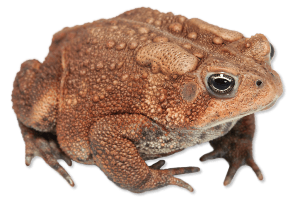 Anaxyrus americanus charlesmithi Dwarf American Toad | Herps of Arkansas