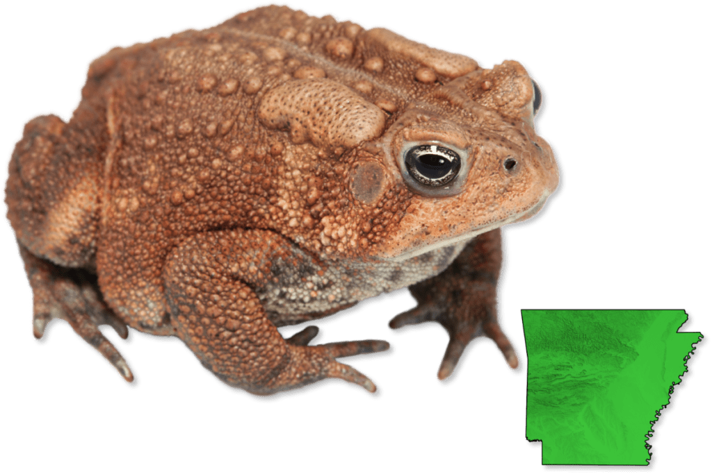 Frogs | Herps of Arkansas