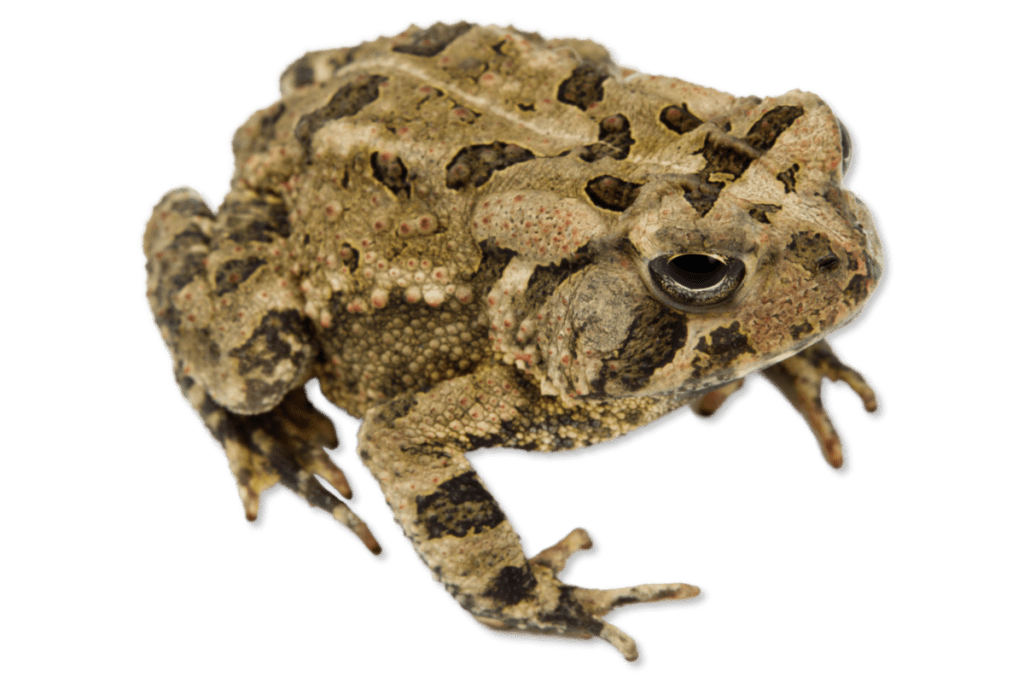 Anaxyrus fowleri Fowler's Toad | Herps of Arkansas