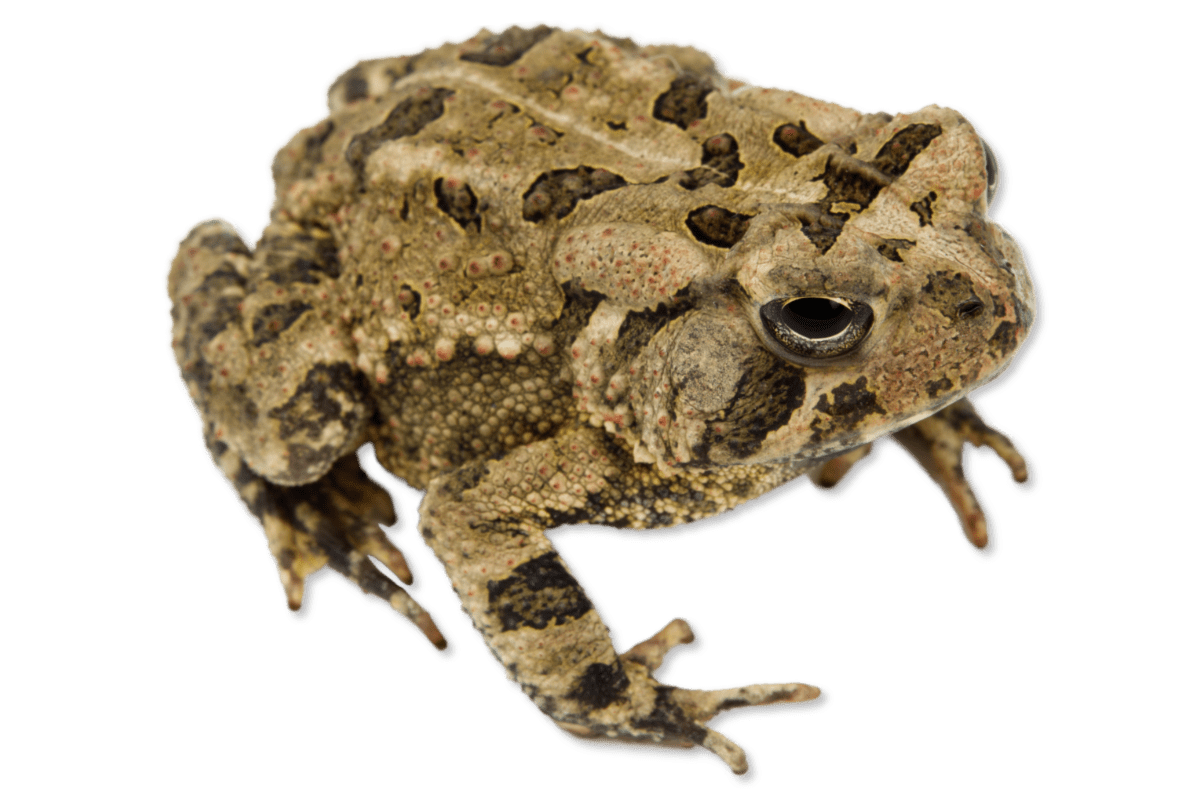 Anaxyrus fowleri Fowler's Toad | Herps of Arkansas
