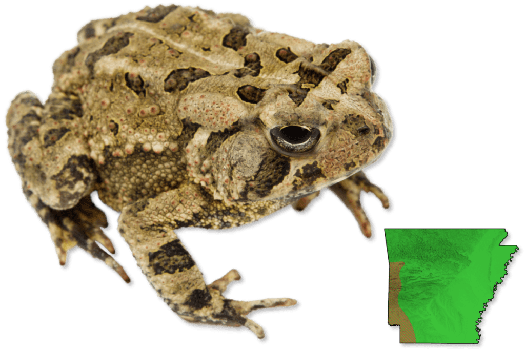 Frogs | Herps of Arkansas