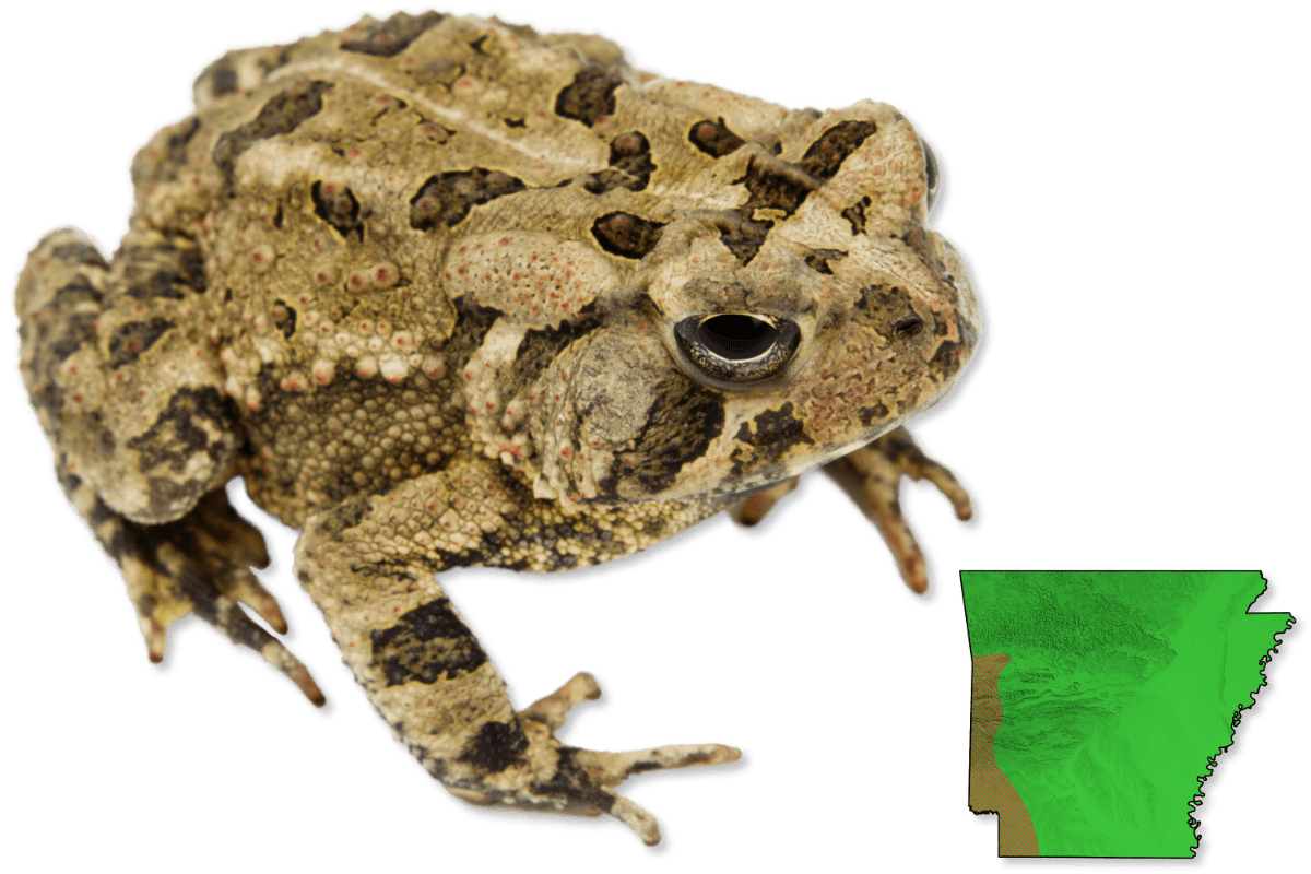 Frogs | Herps of Arkansas
