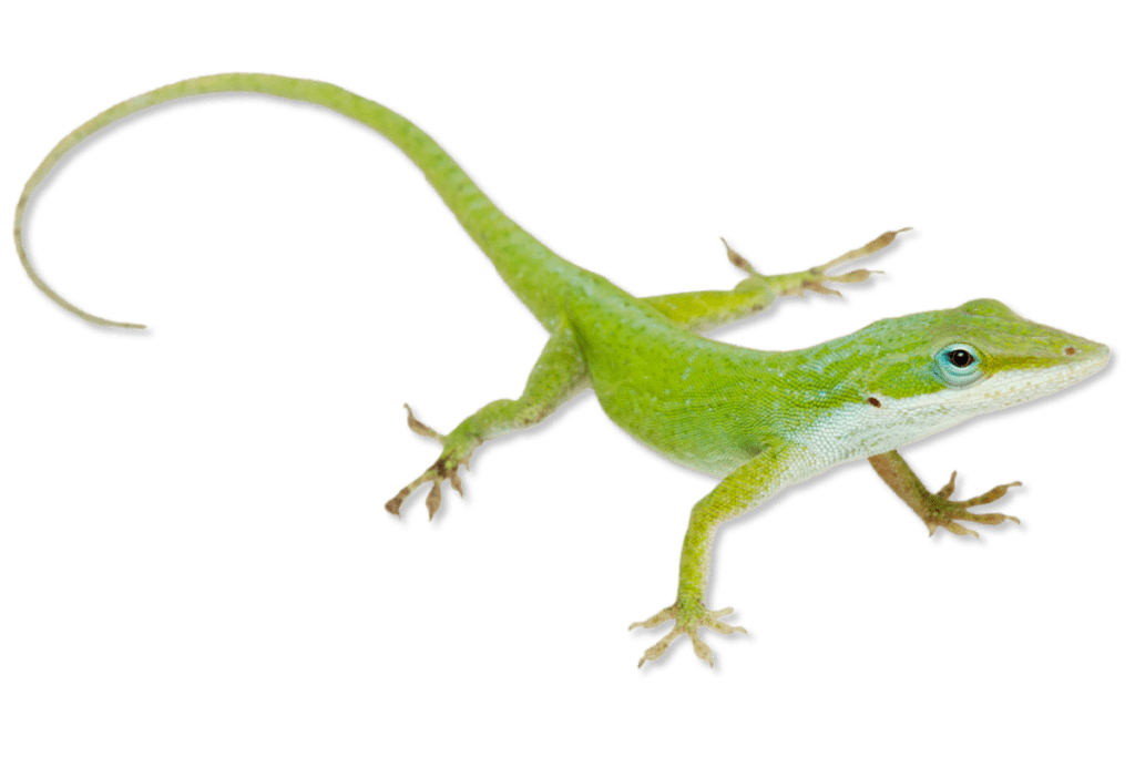 Anolis carolinensis Green Anole | Herps of Arkansas