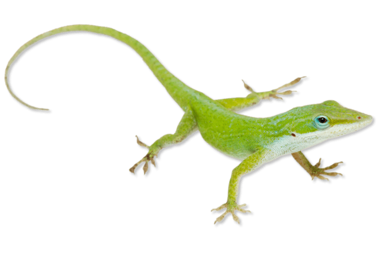 Anolis carolinensis Green Anole | Herps of Arkansas