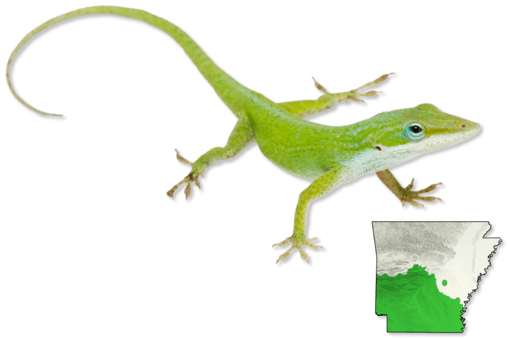 Lizards | Herps of Arkansas
