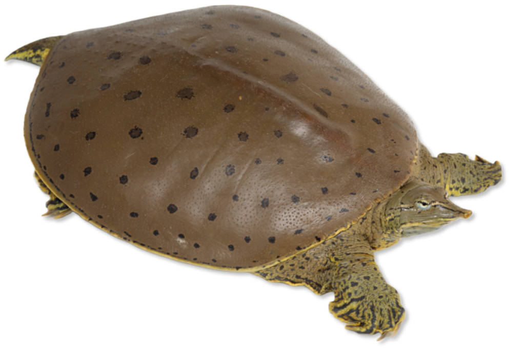 Apalone spinifera ssp. Spiny Softshell | Herps of Arkansas