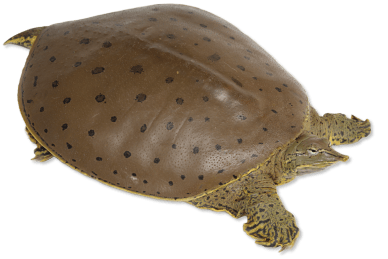 Apalone spinifera ssp. Spiny Softshell | Herps of Arkansas