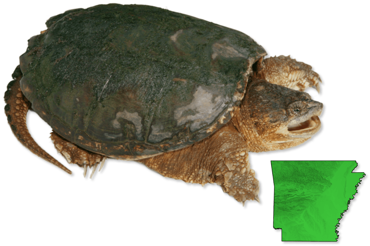 Turtles | Herps of Arkansas