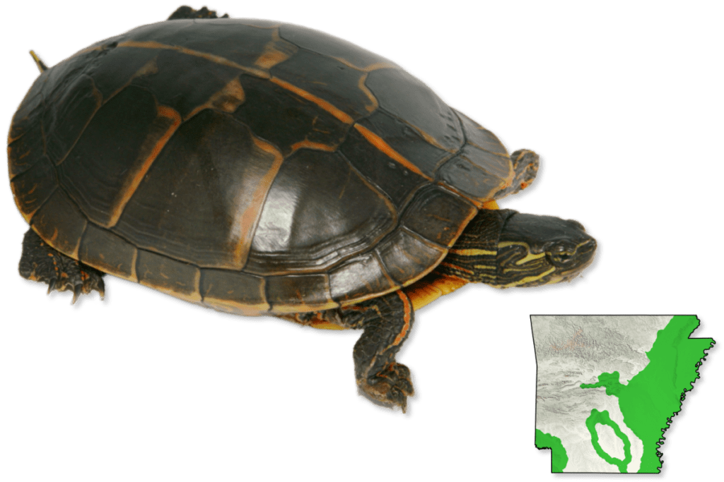 Turtles | Herps of Arkansas