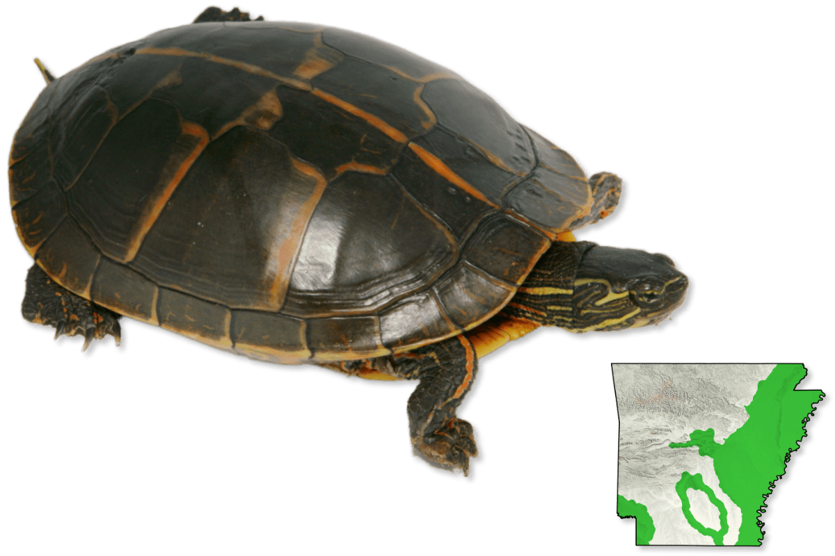 Turtles | Herps of Arkansas