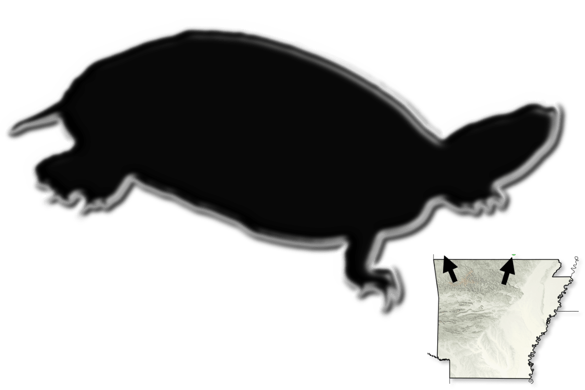 Turtles | Herps of Arkansas