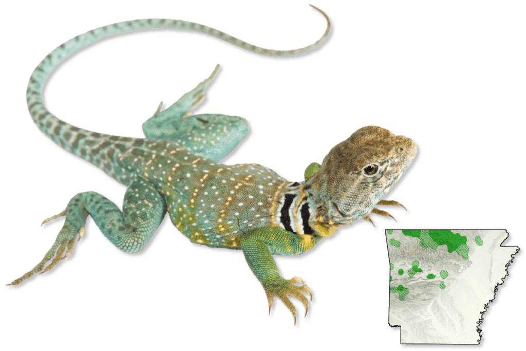 Lizards | Herps of Arkansas
