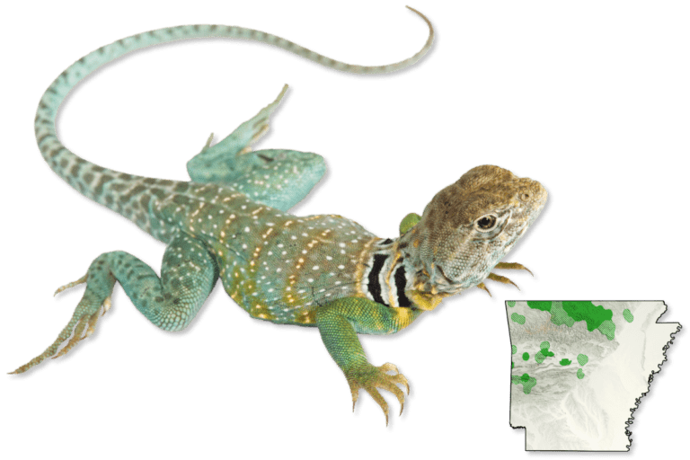Lizards | Herps of Arkansas