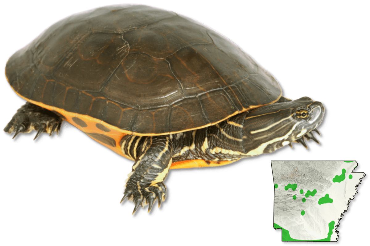 Turtles | Herps of Arkansas
