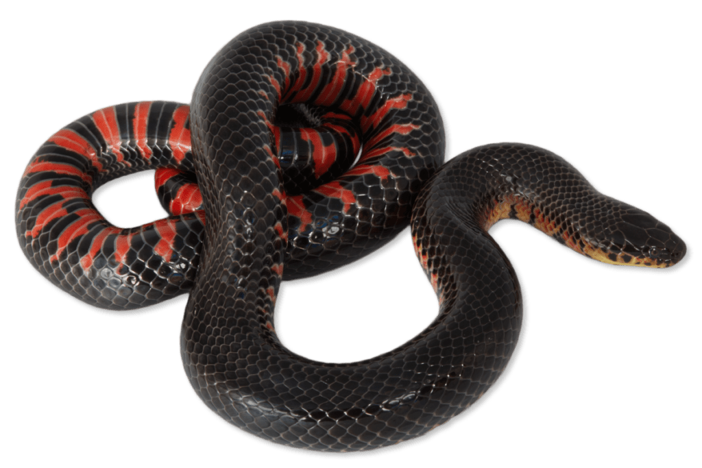 Farancia abacura reinwardtii Western Mudsnake | Herps of Arkansas