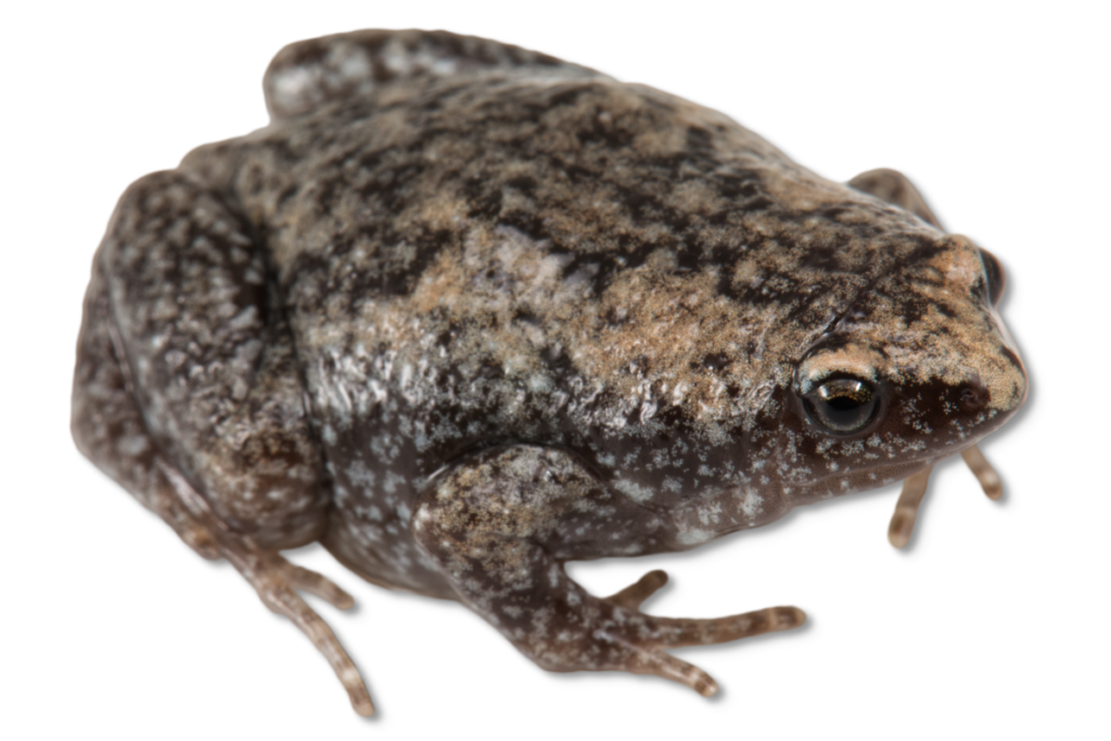 Gastrophryne carolinensis Eastern Narrow-mouthed Toad | Herps of Arkansas