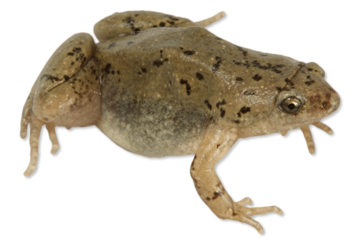 Gastrophryne olivacea Western Narrow-mouthed Toad | Herps of Arkansas