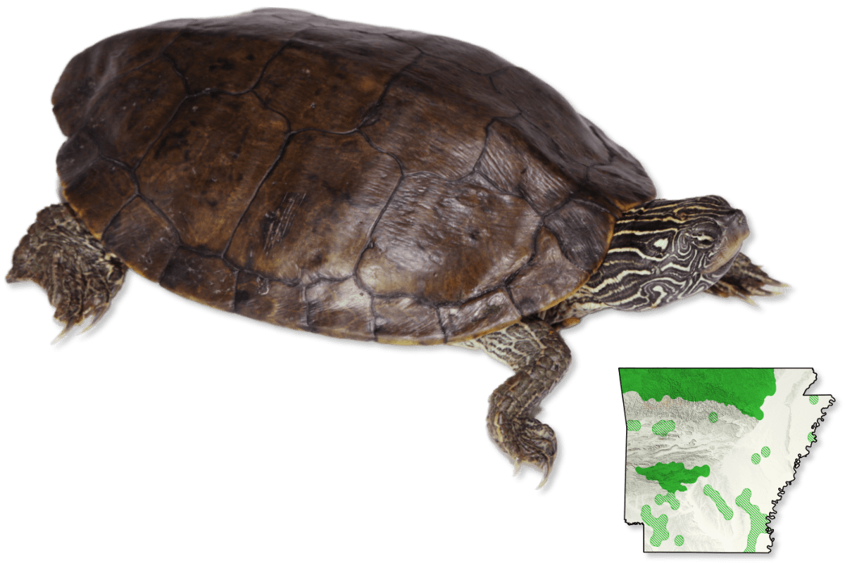 Turtles | Herps of Arkansas