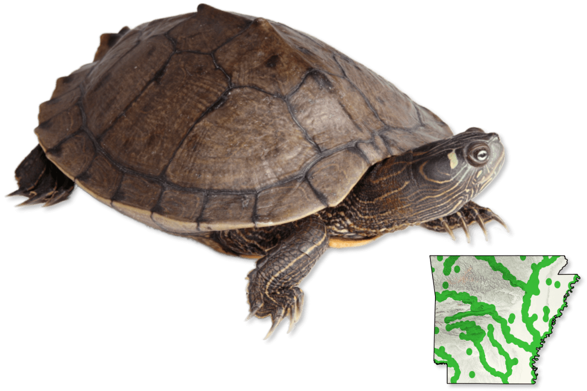 Turtles | Herps of Arkansas
