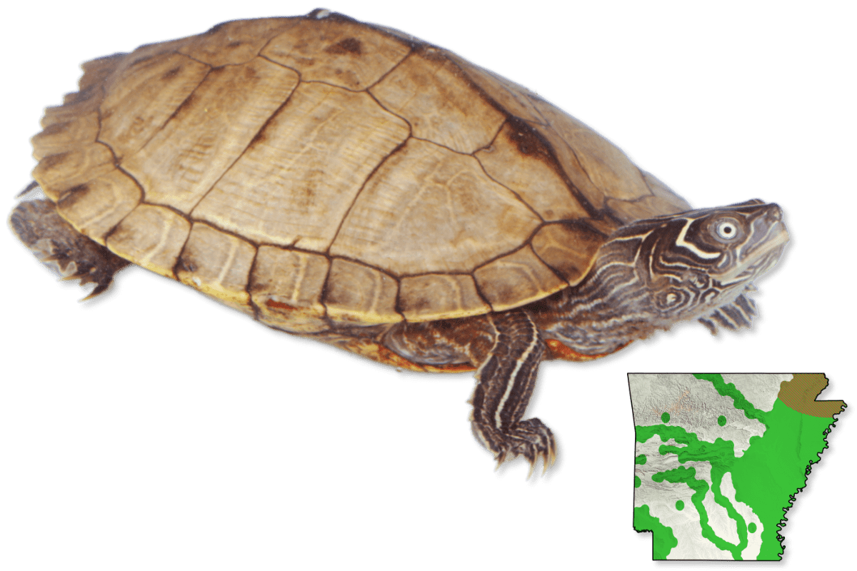 Turtles | Herps of Arkansas