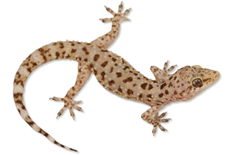 Hemidactylus turcicus Mediterranean Gecko | Herps of Arkansas