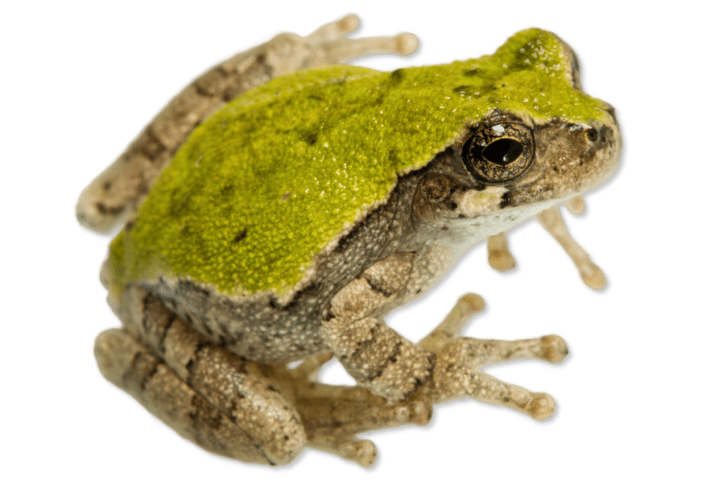 Hyla avivoca avivoca Western Bird-voiced Treefrog | Herps of Arkansas