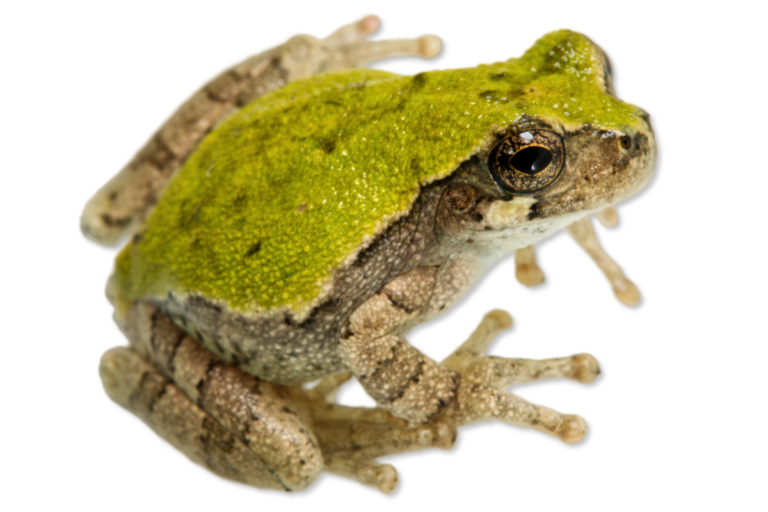 Hyla avivoca avivoca Western Bird-voiced Treefrog | Herps of Arkansas