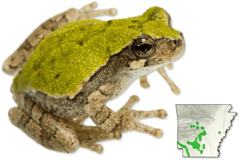 Frogs | Herps of Arkansas