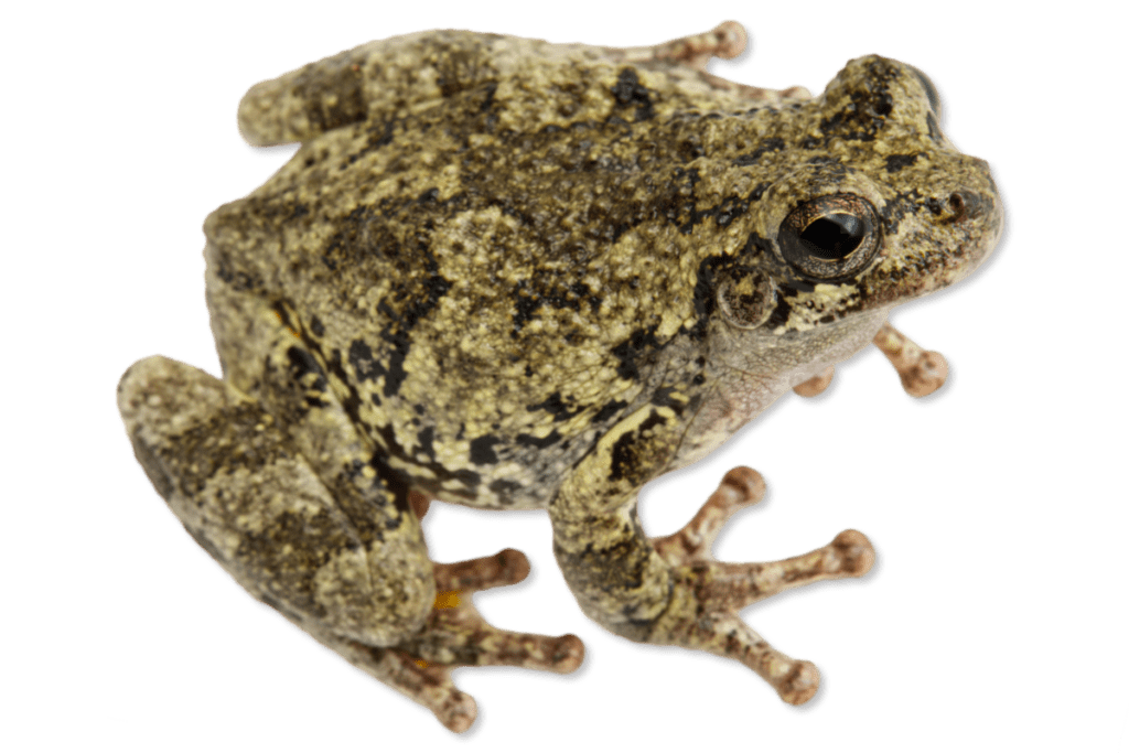 Hyla chrysoscelis – H. versicolor Gray Treefrog complex | Herps of Arkansas