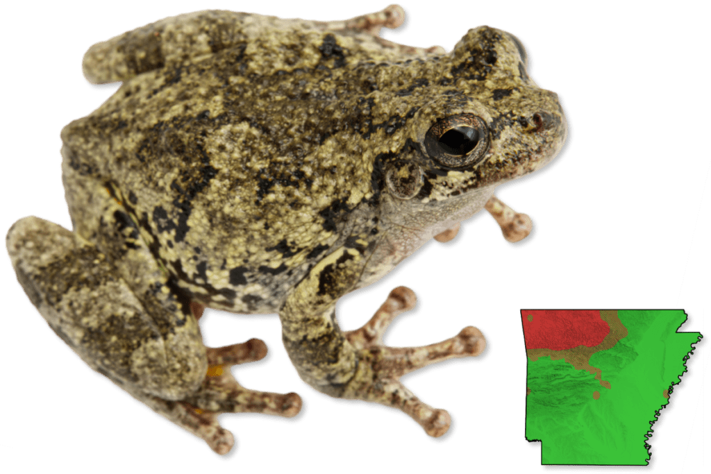 Frogs | Herps of Arkansas
