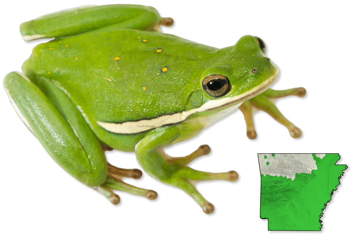 Frogs | Herps of Arkansas