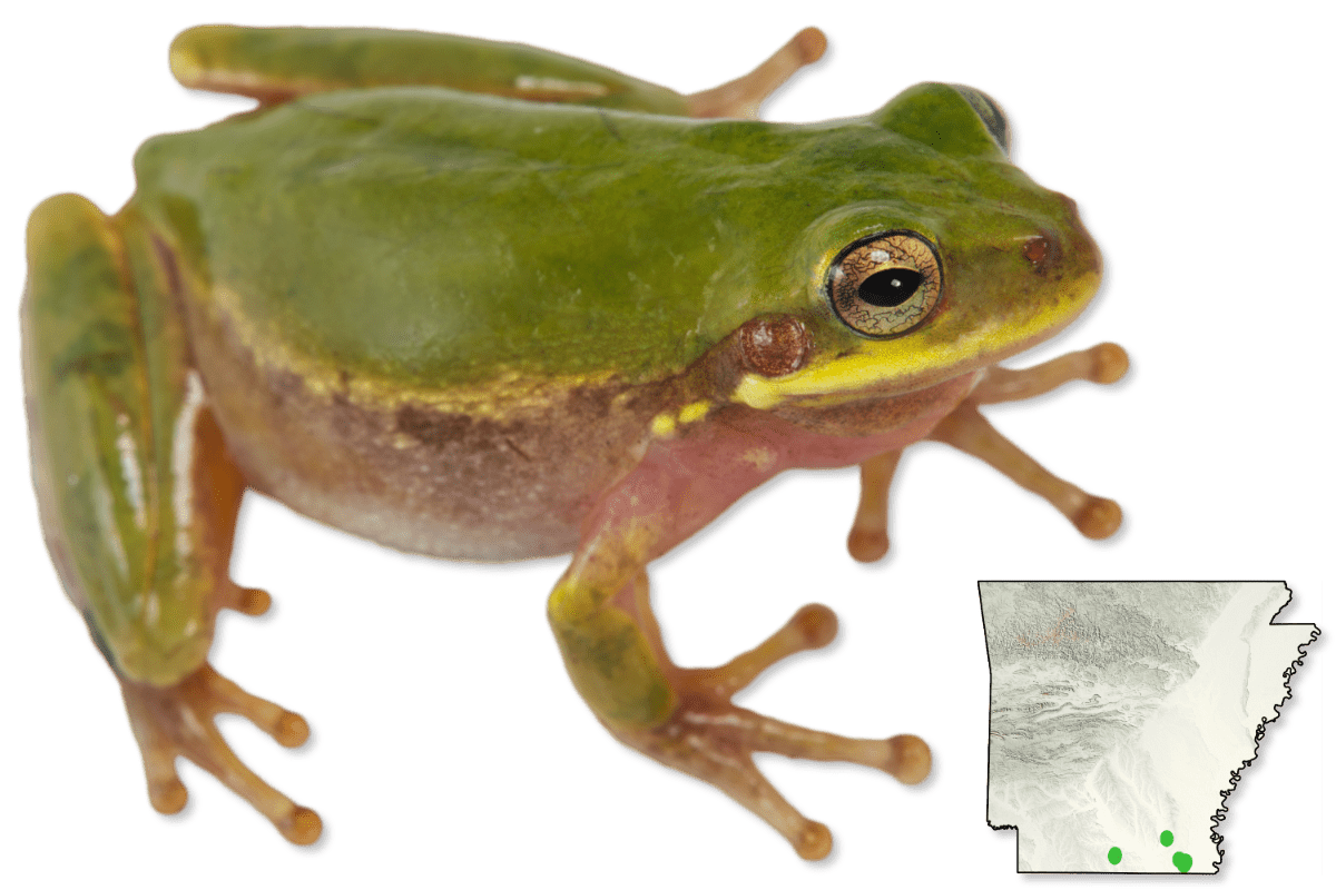 Frogs | Herps of Arkansas