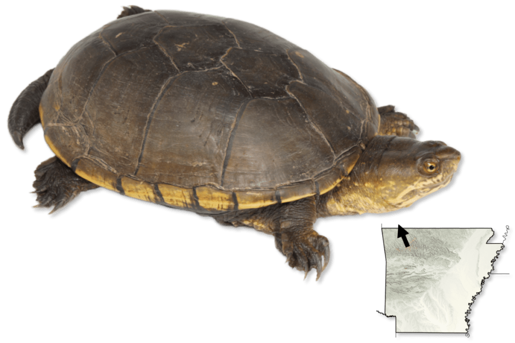 Turtles | Herps of Arkansas