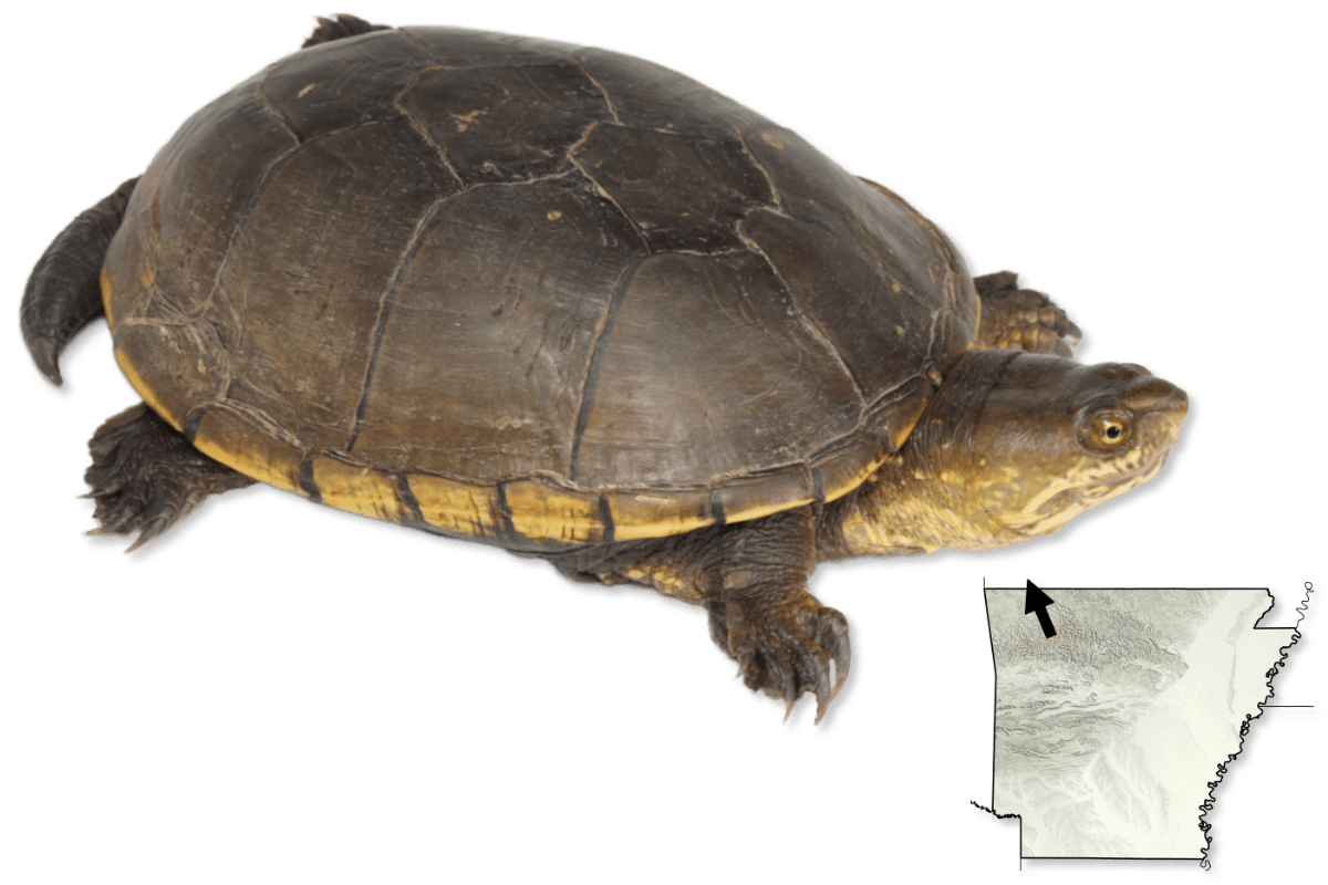 Turtles | Herps of Arkansas