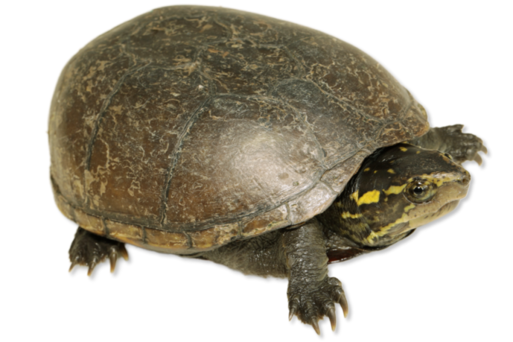 Kinosternon subrubrum hippocrepis Mississippi Mud Turtle | Herps of ...