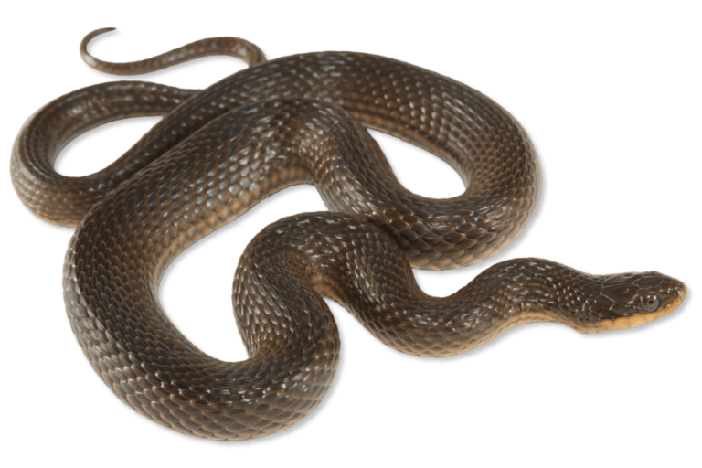 Liodytes rigida sinicola Gulf Swampsnake | Herps of Arkansas