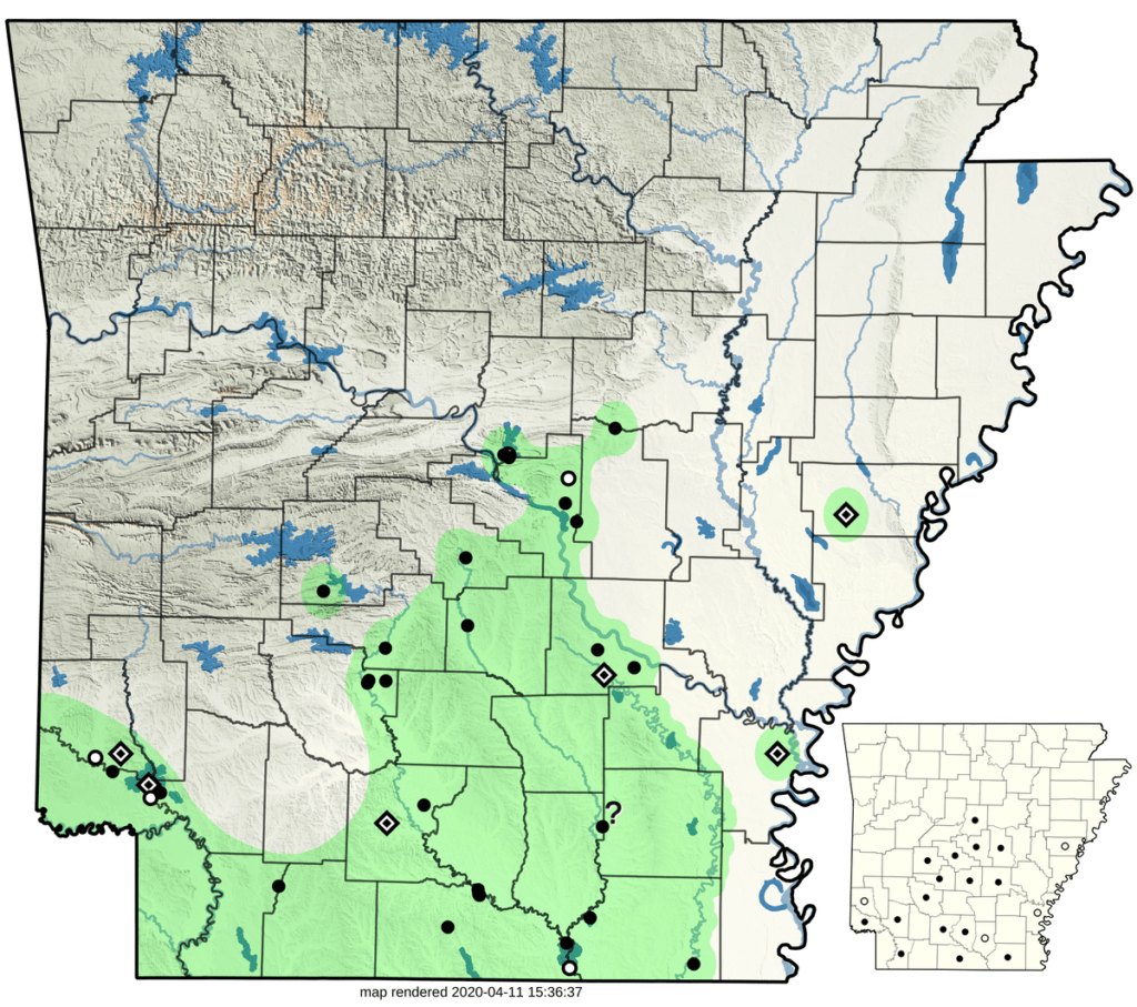 Liodytes rigida sinicola Gulf Swampsnake | Herps of Arkansas