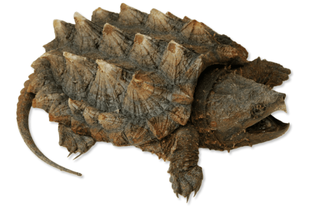 Macrochelys temminckii Alligator Snapping Turtle | Herps of Arkansas