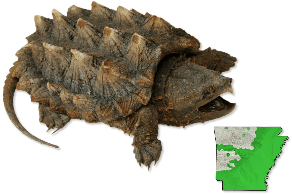 Turtles | Herps of Arkansas