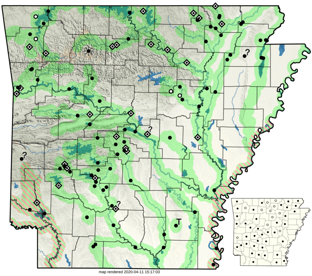 Necturus louisianensis Red River Mudpuppy complex | Herps of Arkansas