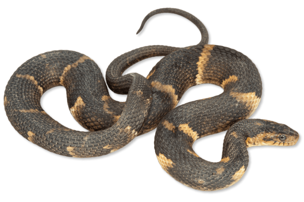 Nerodia fasciata confluens Broad-banded Watersnake | Herps of Arkansas