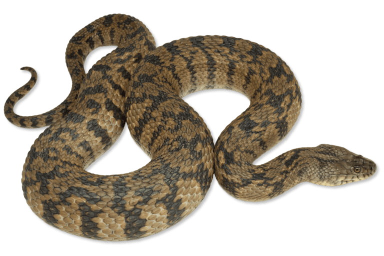 Nerodia rhombifer rhombifer Northern Diamond-backed Watersnake | Herps ...