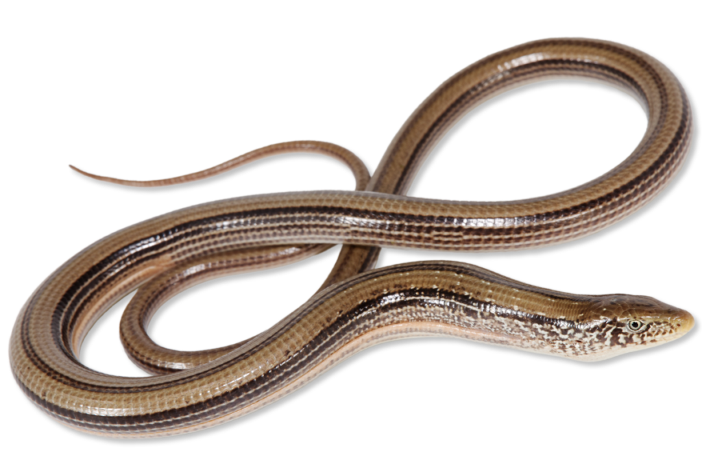 Ophisaurus attenuatus attenuatus Western Slender Glass Lizard | Herps ...