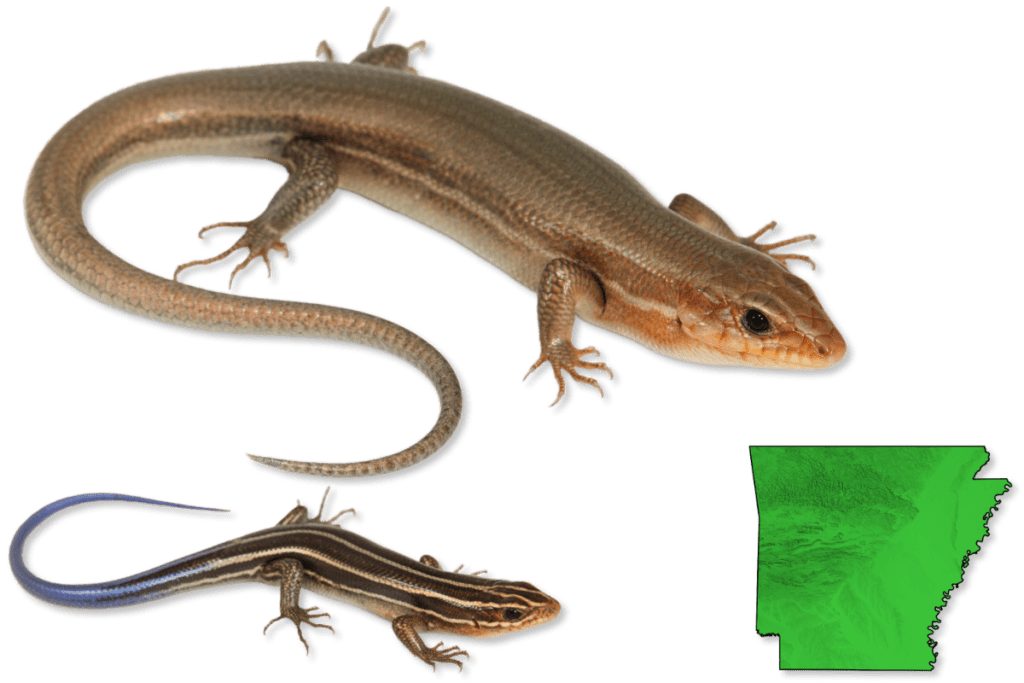 Lizards | Herps of Arkansas