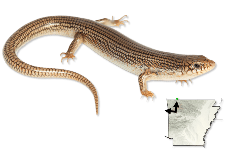 Lizards | Herps of Arkansas