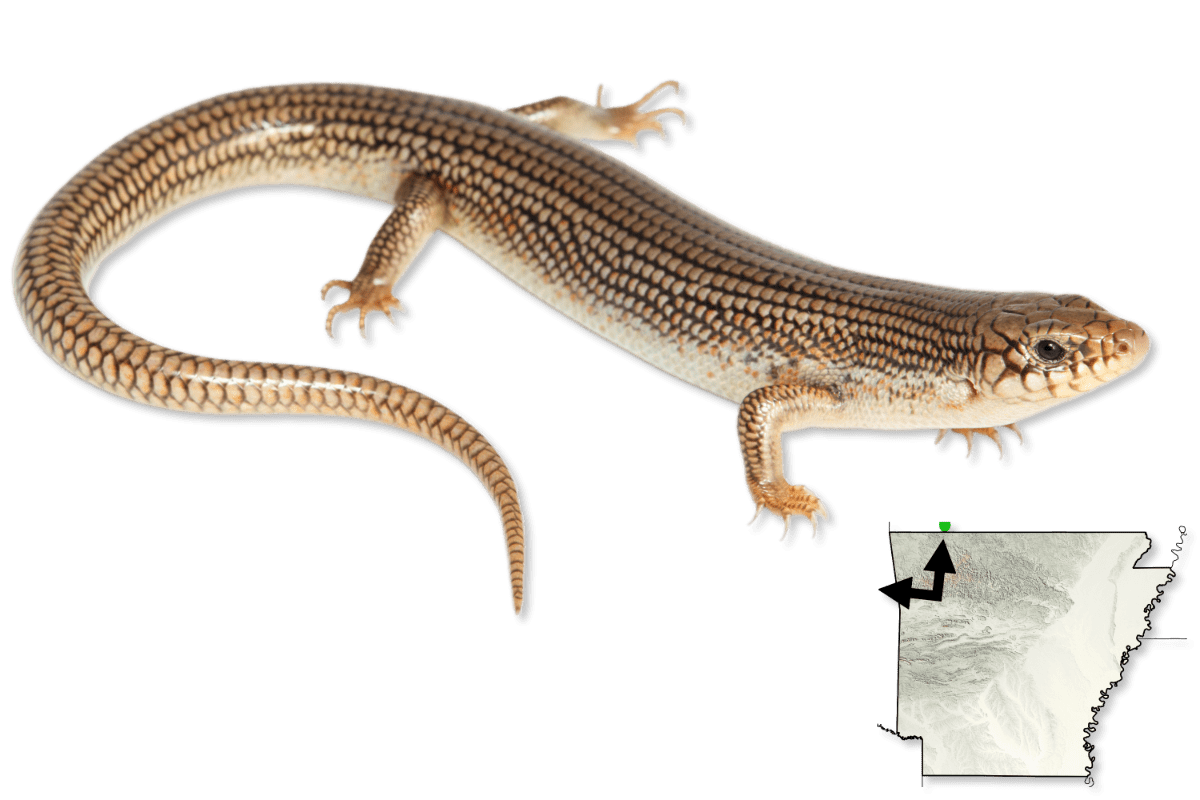 Lizards | Herps of Arkansas